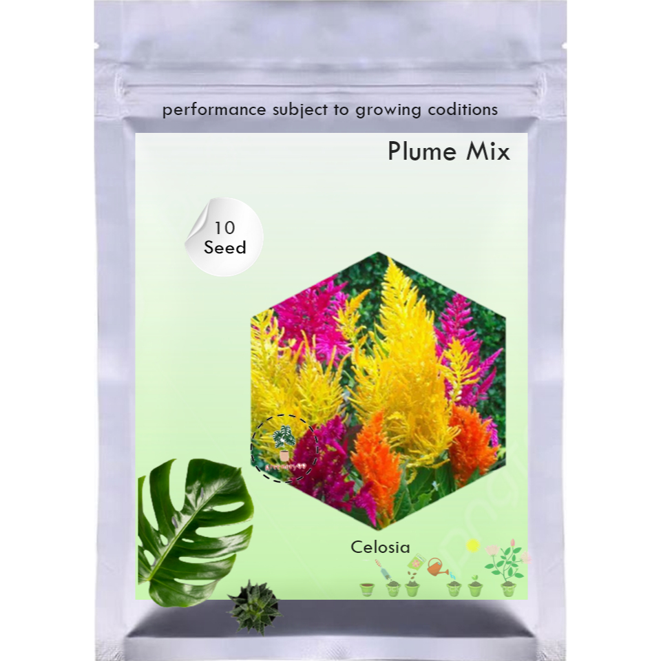Jual Benih Bibit Bunga Celosia Pampas Plume Mix Haira Shopee Indonesia