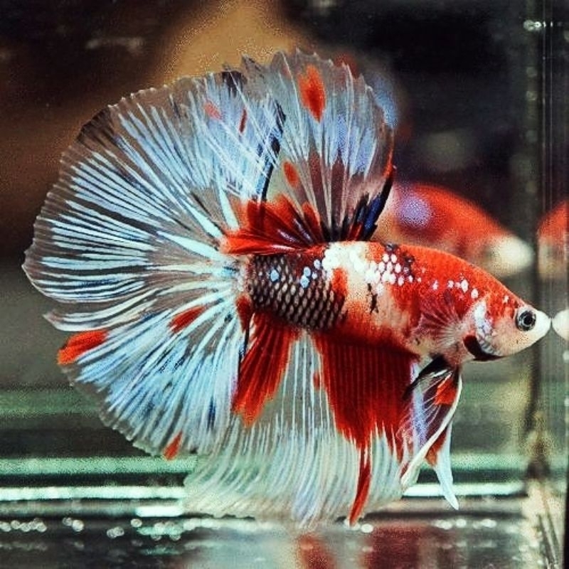 Jual Cupang Hallfmoon Multicolor Hm Cupang Murah | Shopee Indonesia