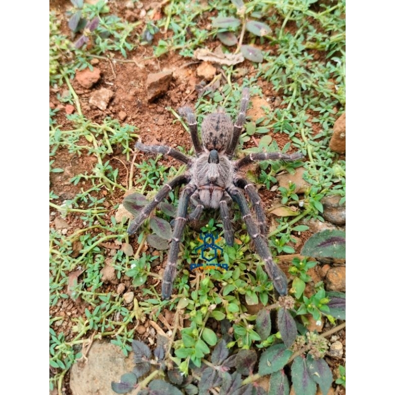 Jual Ceratogyrus Darlingi Tarantula | Shopee Indonesia