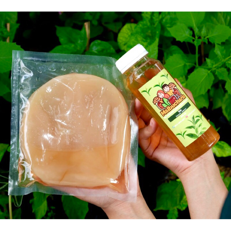 Jual Paket Bibit Scoby Jamur Dipo Starter Kombucha 15 cm untuk ...