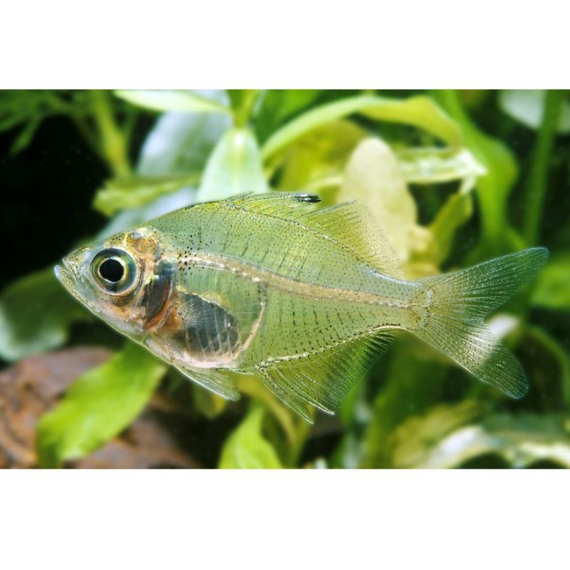 Jual Ikan hias kaca-kaca ikan transparan aquascape | Shopee Indonesia