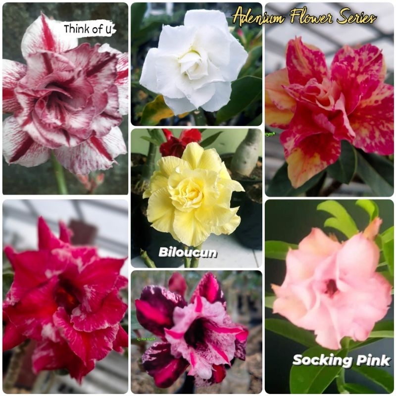 Jual Adenium Bunga Tumpuk | Adenium Flower Series | Adenium Obesum ...