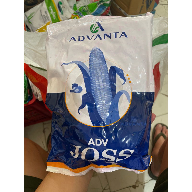 Jual benih jagung adv joss bibit jagung adv joss kemasan 1kg KEMASAN ...