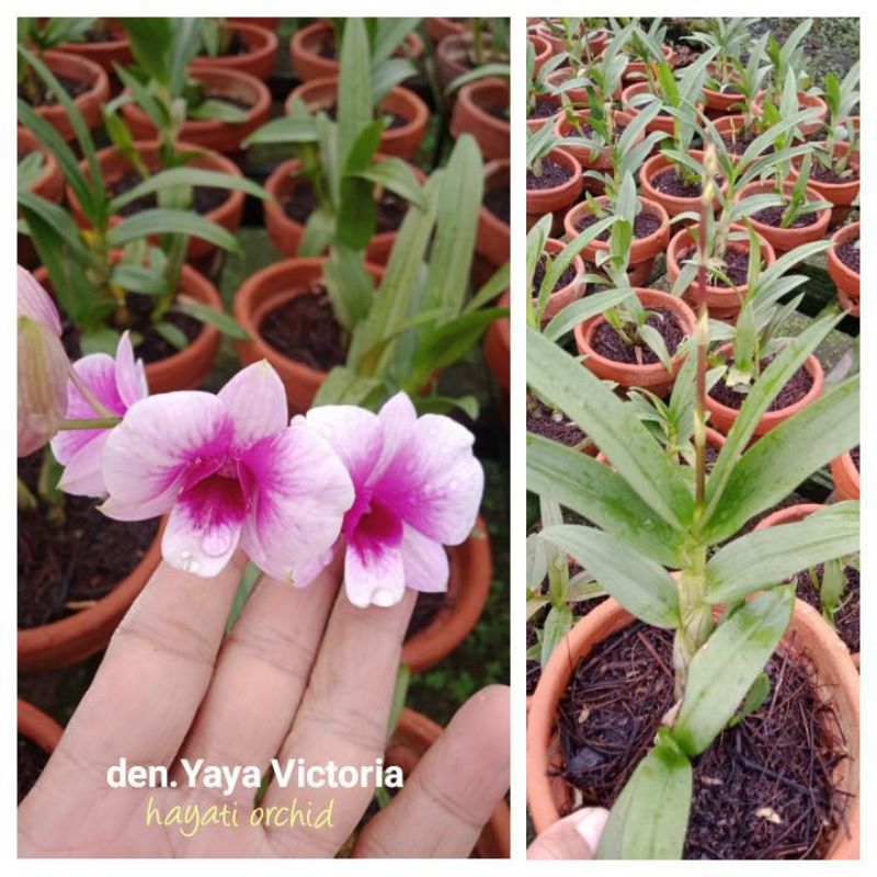 Jual Anggrek Dendrobium Yaya Victoria | Shopee Indonesia