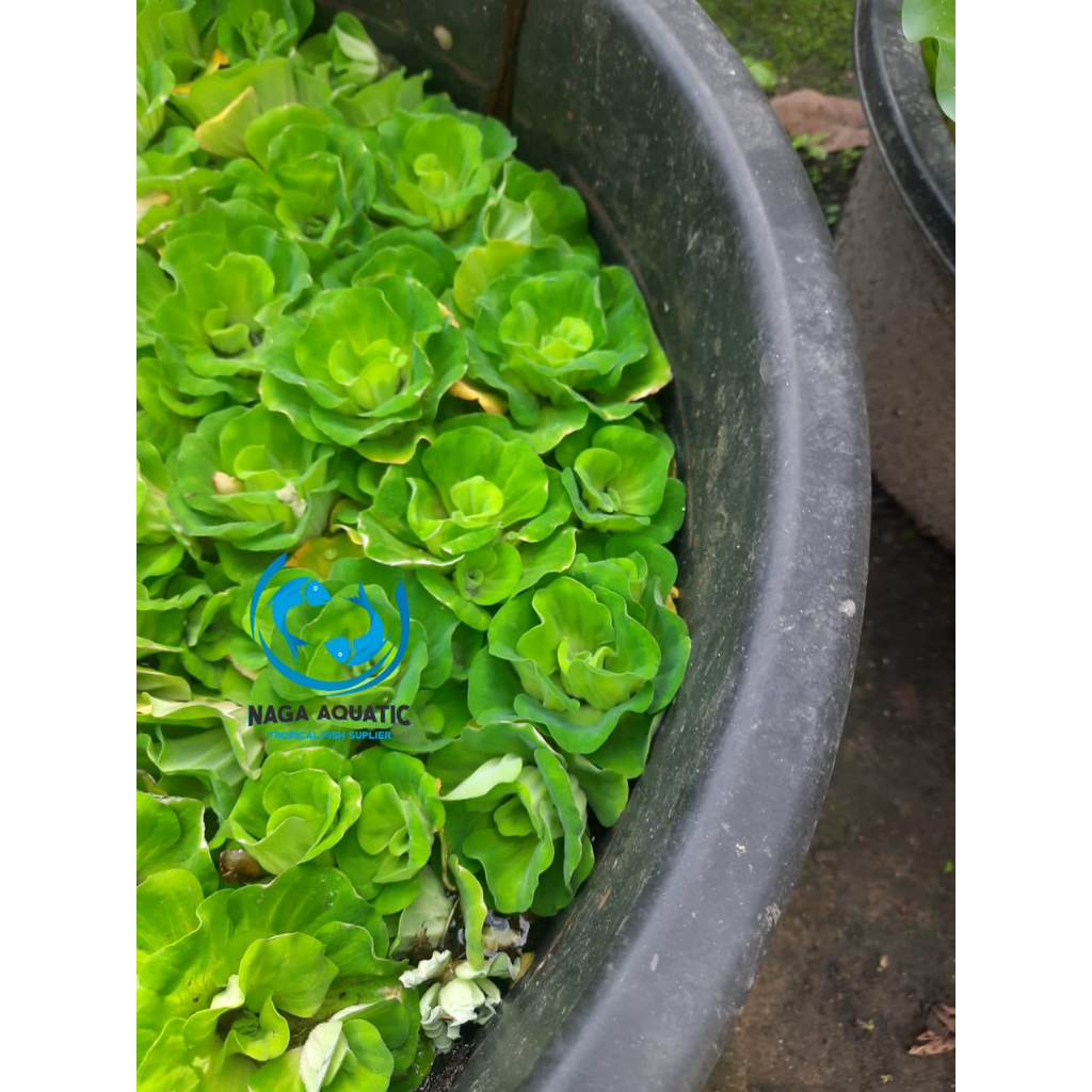 Jual TANAMAN AIR APUNG KIAMBANG MAWAR | Shopee Indonesia