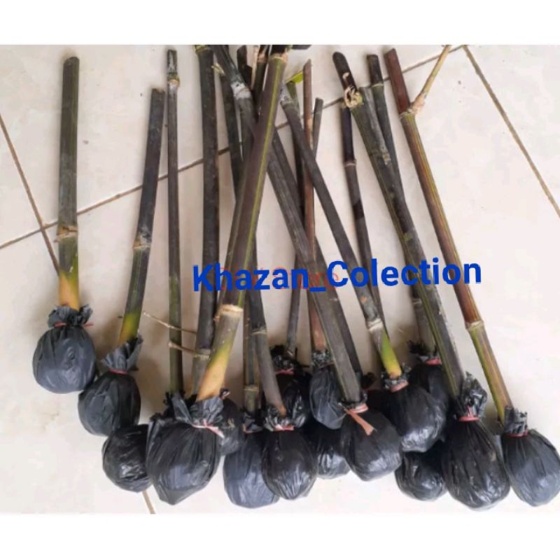 Jual Bibit bambu Wulung siap tanam | Shopee Indonesia