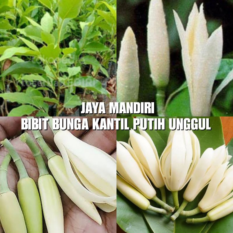 Jual BIBIT BUNGA KANTIL PUTIH (BUNGA KANTIL) | Shopee Indonesia