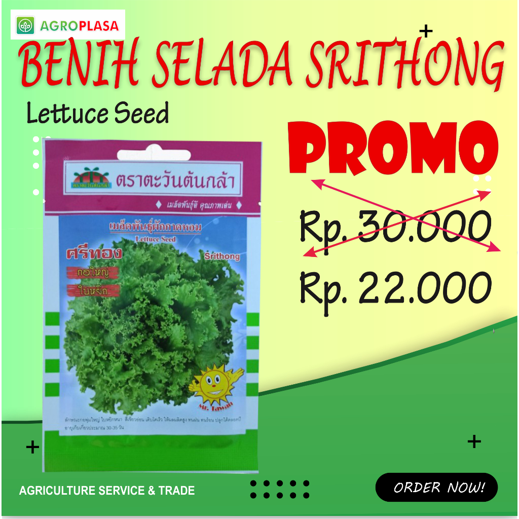 Jual Benih Selada Grand Rapid Srithong (PROMO) | Shopee Indonesia