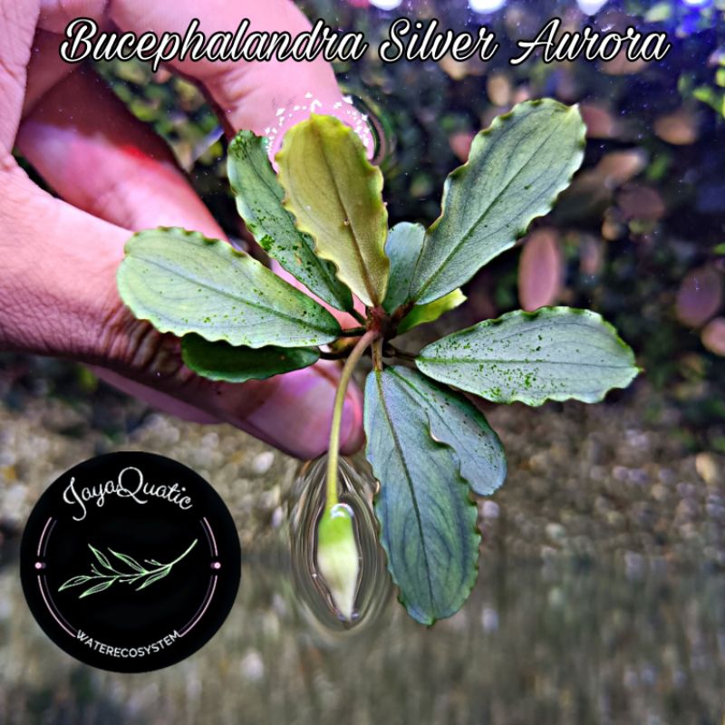 Jual Bucephalandra Silver Aurora - Aquascape Plants Aquarium Paludarium ...
