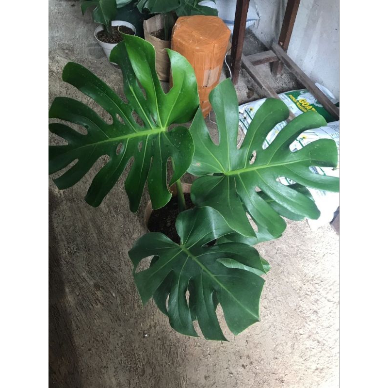 Jual Monstera Brazilian Form Sedang | Shopee Indonesia