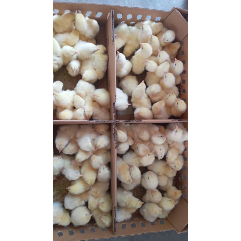 Jual Doc bibit Ayam broiler bisa satuan | Shopee Indonesia