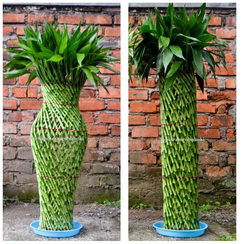 Jual Bambu Rejeki / Bambu Hoki / Lucky Bamboo Model Guci Sangkar Tinggi ...
