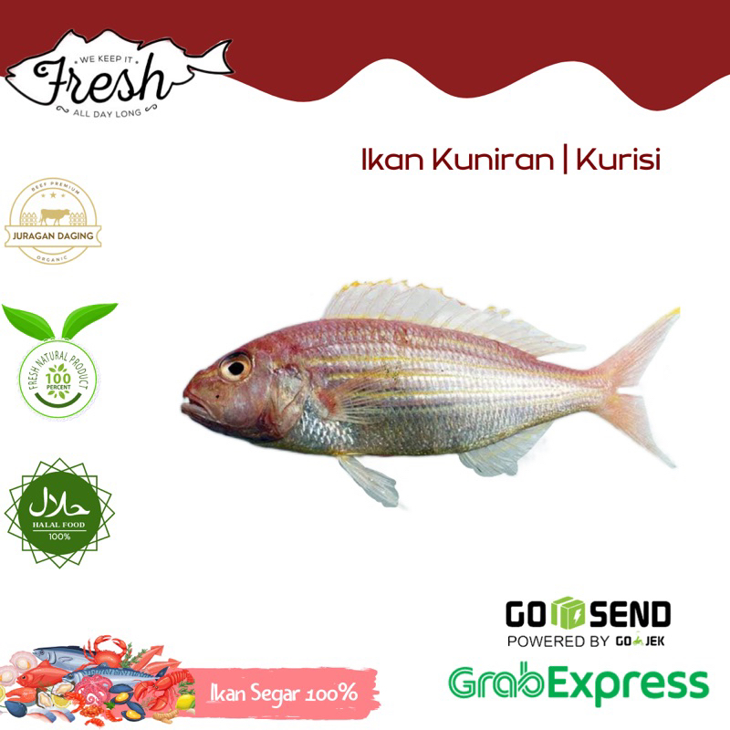 Jual IKAN KUNIRAN/KURISI FRESH 1kg | Shopee Indonesia