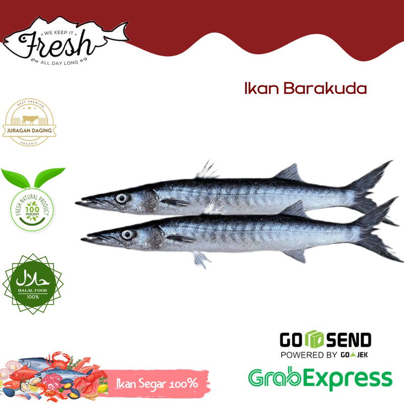 Jual IKAN BARAKUDA/IKAN ALU-ALU/IKAN SUKUN 1kg | Shopee Indonesia