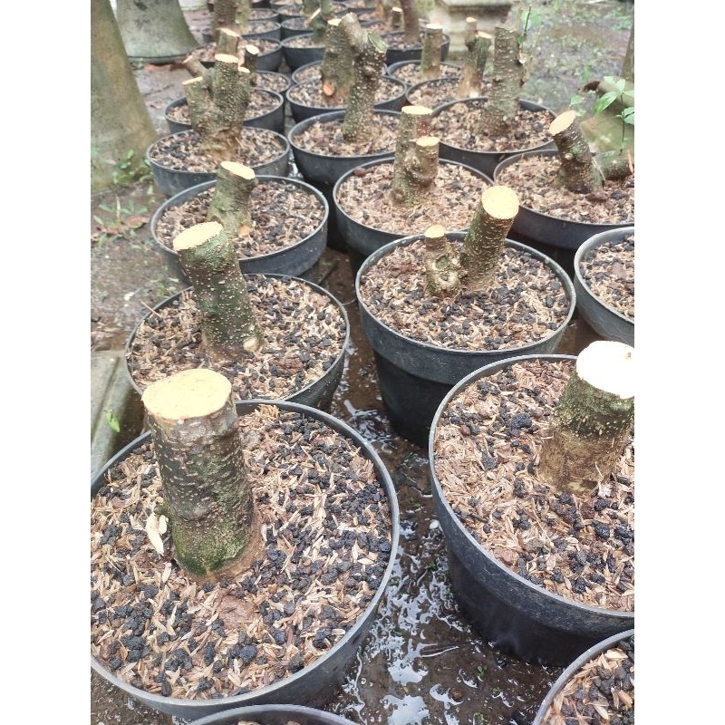 Jual Bahan Bonsai Anput Batang Lurus Besar Sesetang Motor Shopee 1444