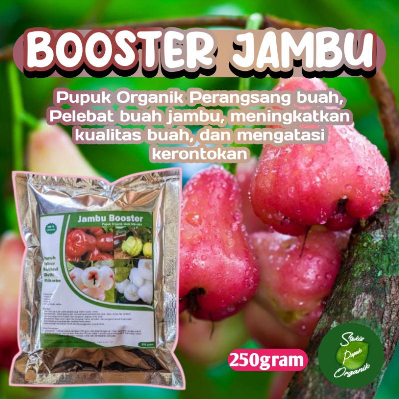 Jual Pupuk Pelebat Perangsang Buah Jambu, Booster Organik Tanaman Buah Jambu, dan Memperbesar ...