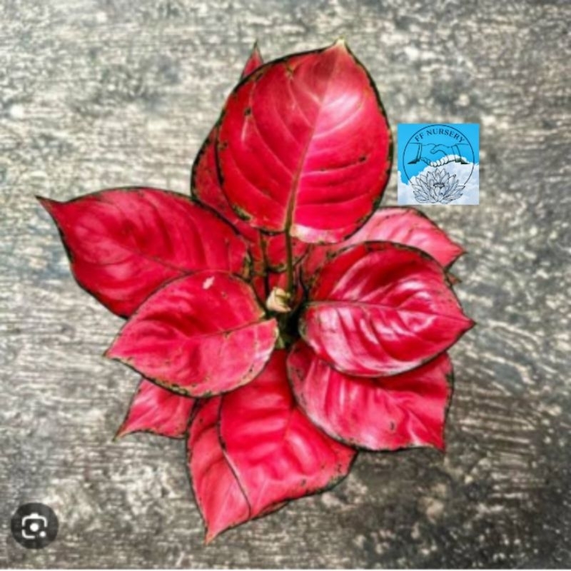 Jual aglonema red anjamani rimbun | Shopee Indonesia