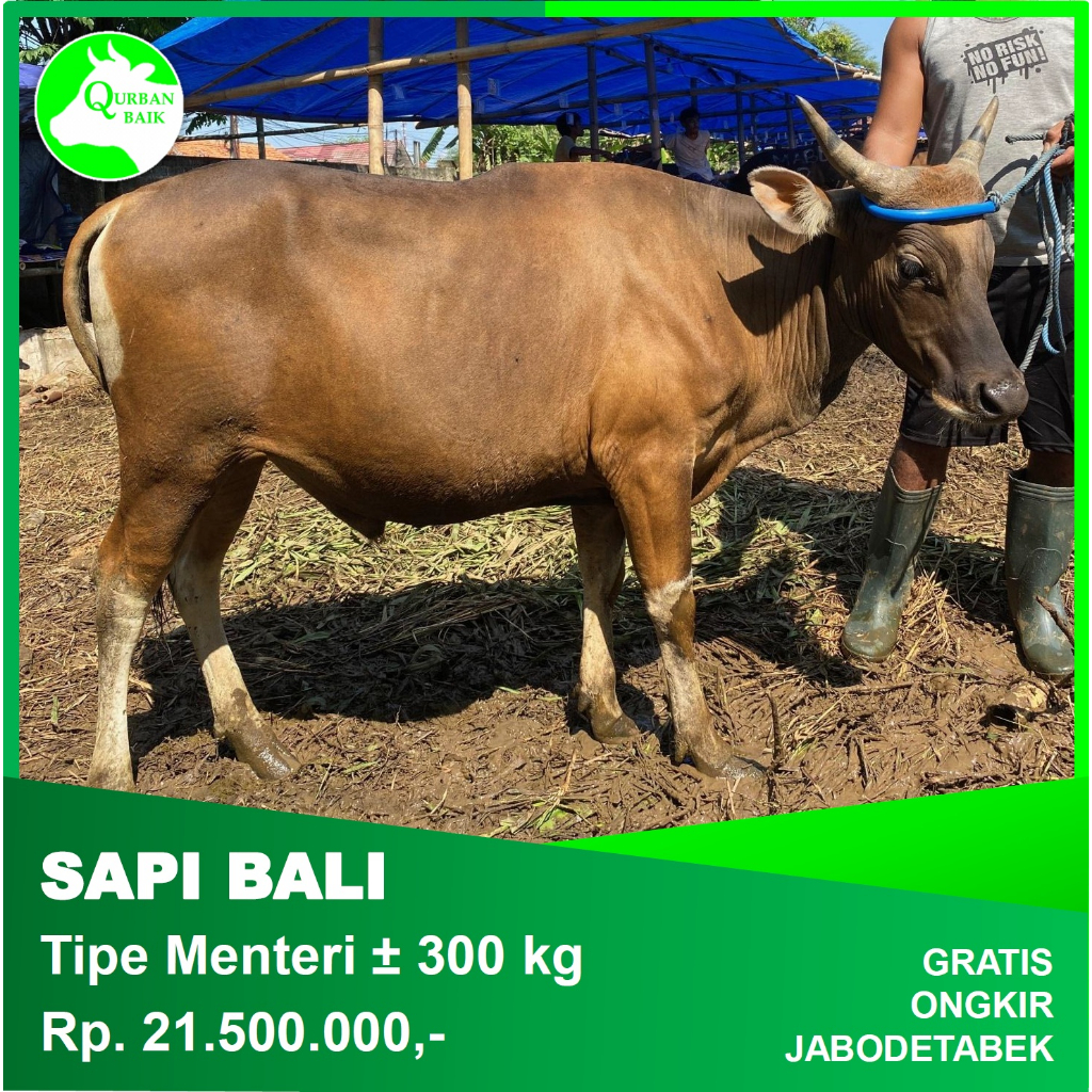 Jual SAPI BALI QURBAN 200 KG - 300 KG TAHUN 2023 SAPI BALI KURBAN MURAH HEWAN IDUL ADHA 1444 H ...