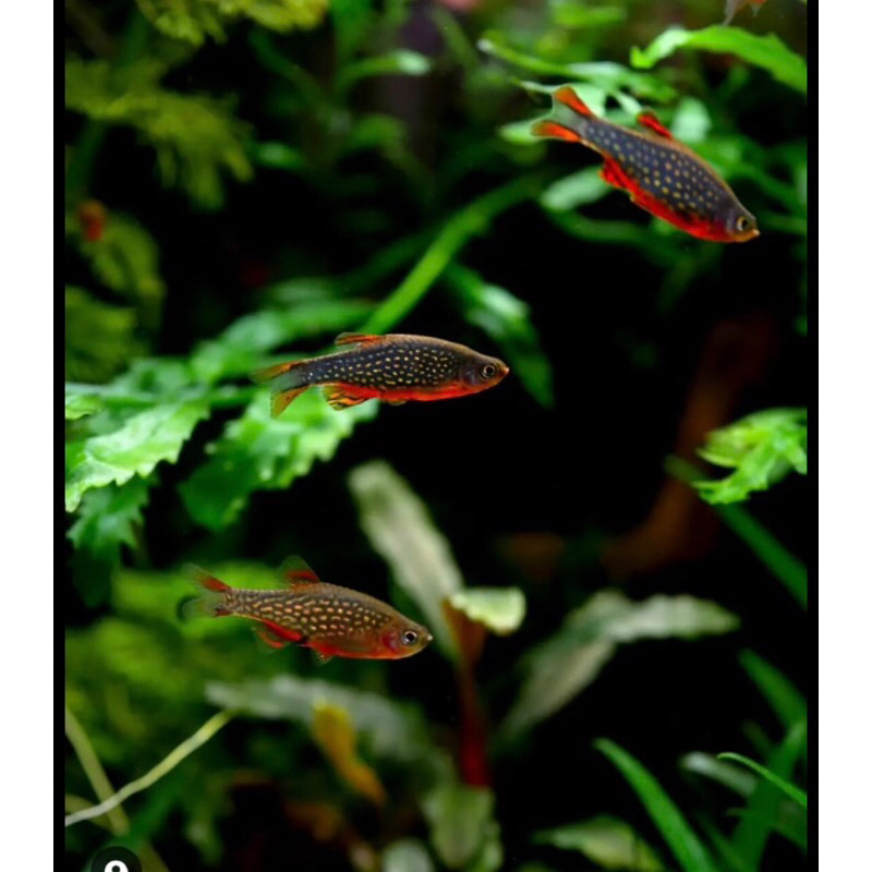 Jual Ikan Rashbora galaxy / galaxy rasbora | Shopee Indonesia