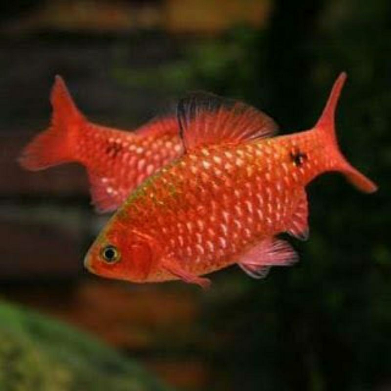 Jual Dekorasi akuarium isi 30 rosy barb (bar'bir fish) | Shopee Indonesia