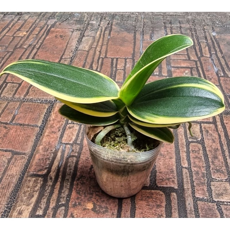 Jual anggrek bulan mini Varigata, anggrek unik, cantik dan langka ...