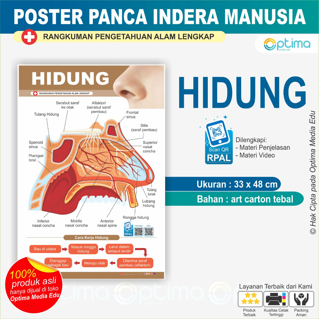 Jual Poster Carta Anatomi Panca Indera Manusia (mulut, hidung, telinga ...