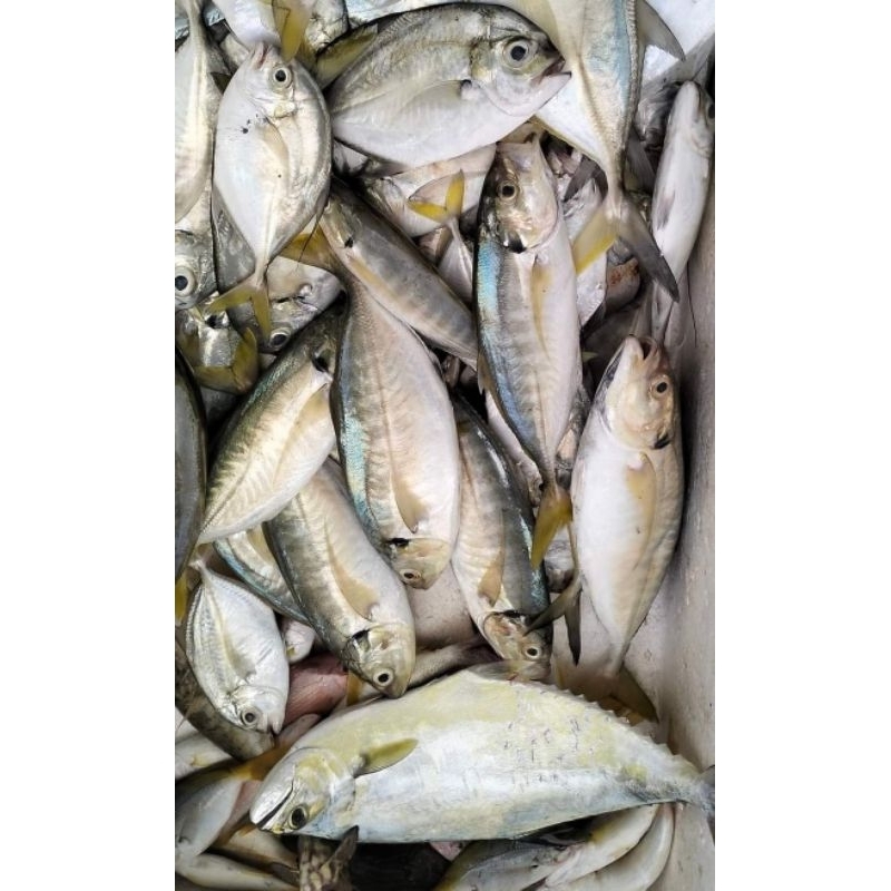 Jual IKAN TRAKULU 1 Kg | Shopee Indonesia