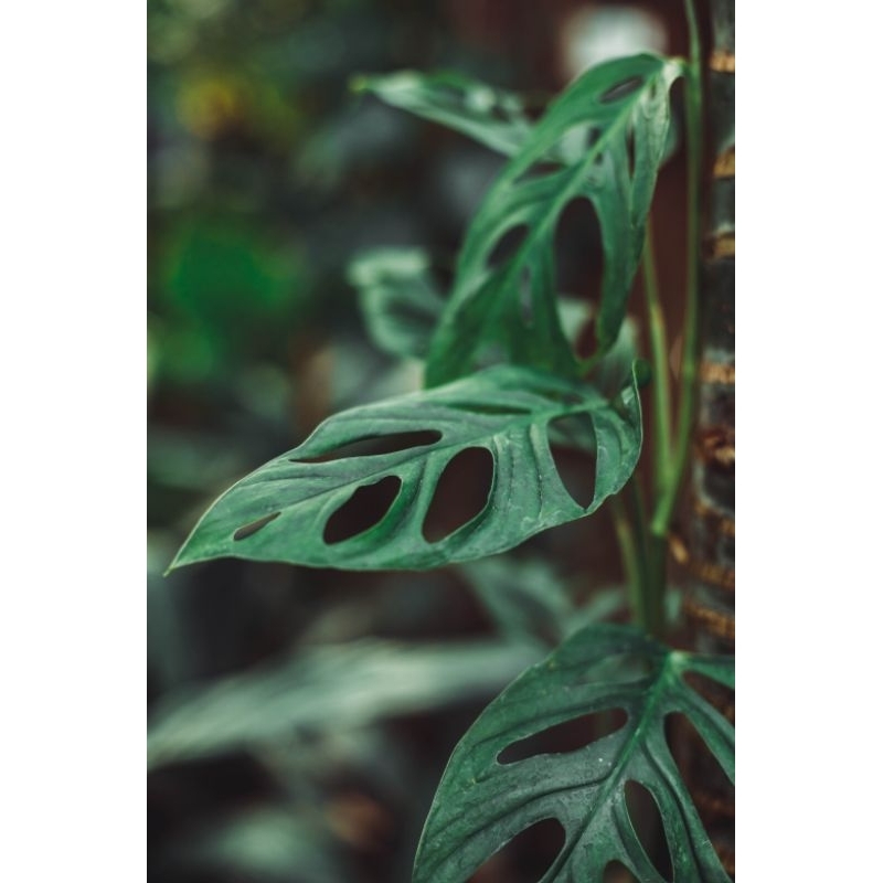 Jual Monstera adansonii (Janda Bolong), Tanaman Hias Bisa Indoor ...