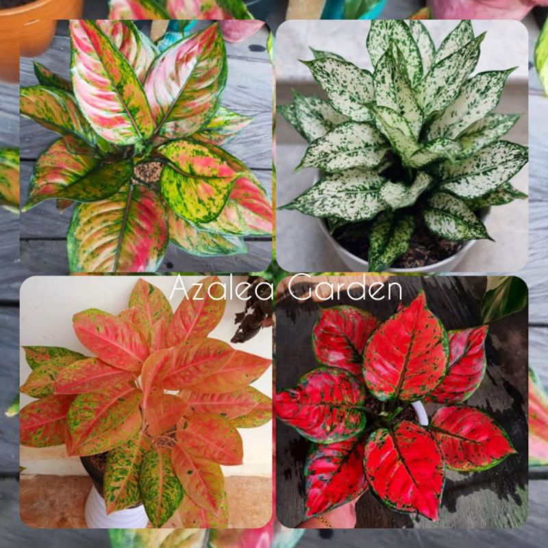 Jual bunga aglonema Paket 4 jenis daun rimbun 5+6+7+8 | Shopee Indonesia