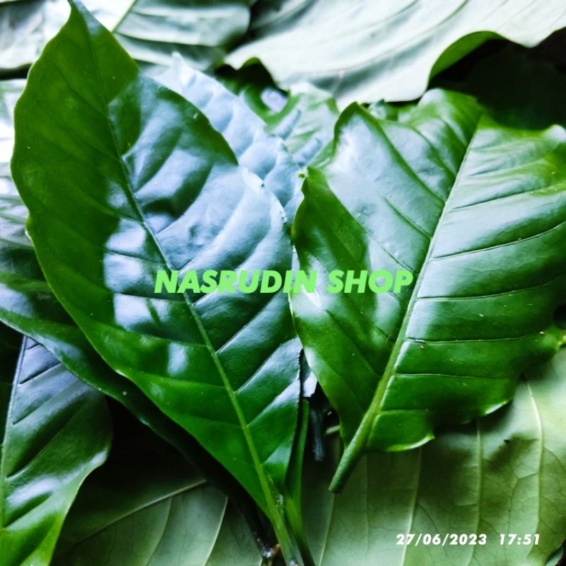 Jual DAUN KOPI MUDA 50 LEMBAR SEGAR | Shopee Indonesia