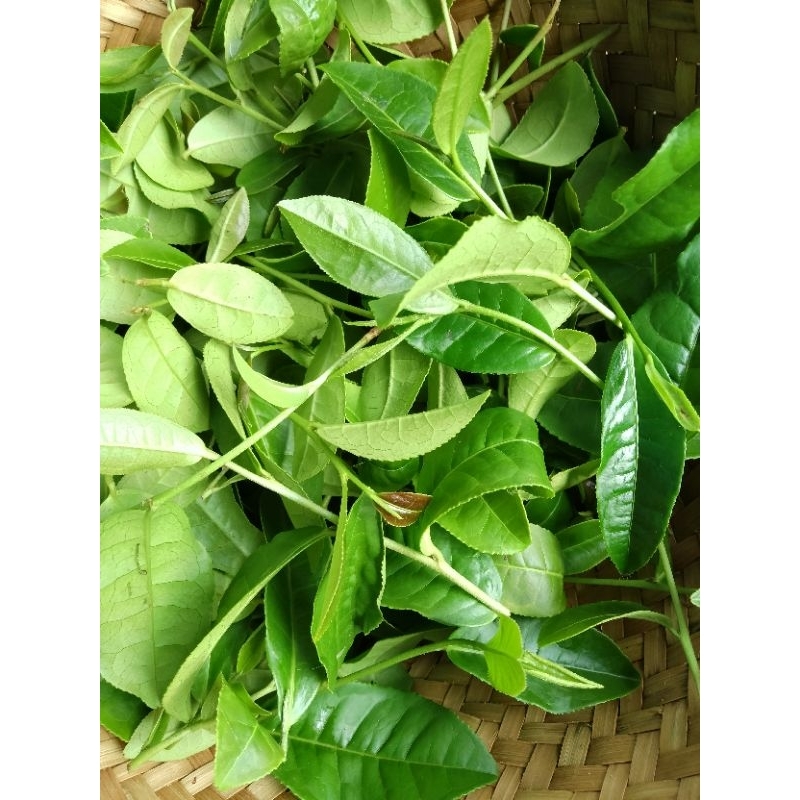 Jual DAUN TEH SEGAR 500 GRAM / DAUN TEH FRESH | Shopee Indonesia