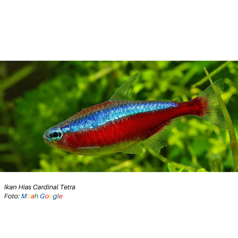 Jual CARDINAL TETRA ikan hias cardinal ikan cardinal tetra ikan ...
