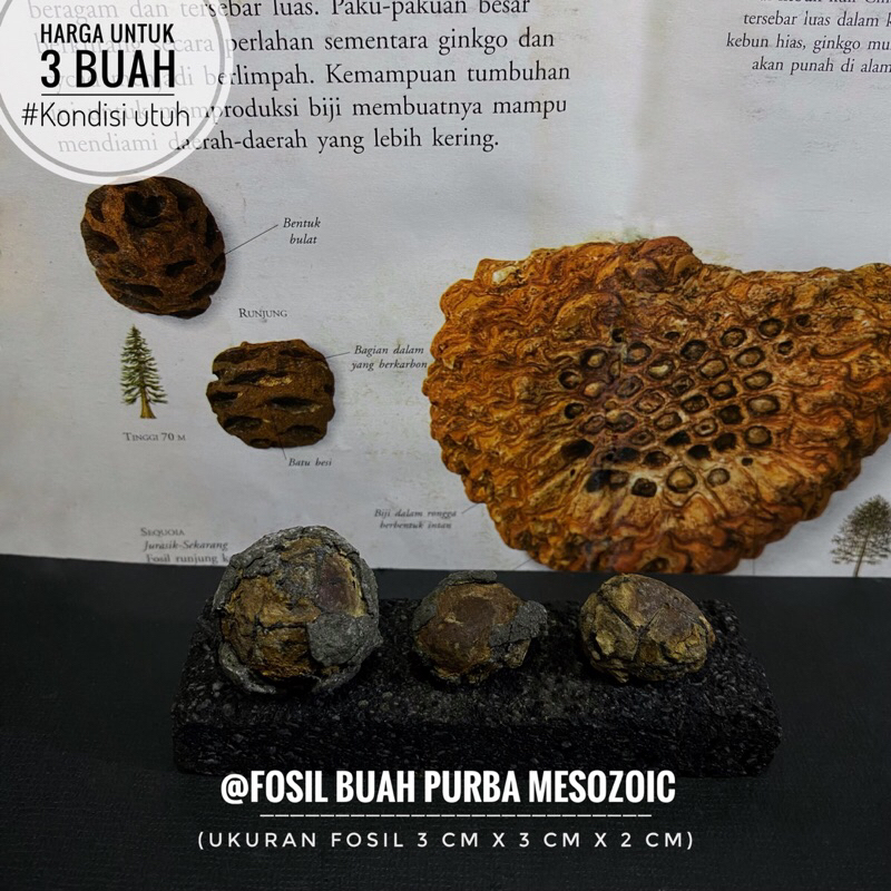 Jual Fosil Buah Purba Mesozoikum C22 atau Fosil Biji Buah atau Fosil ...