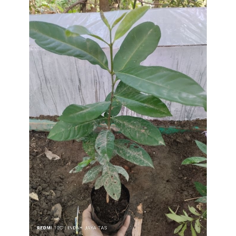 Jual Bibit daun salam super rimbun murah,bumbu,tanaman obat kolestrol ...