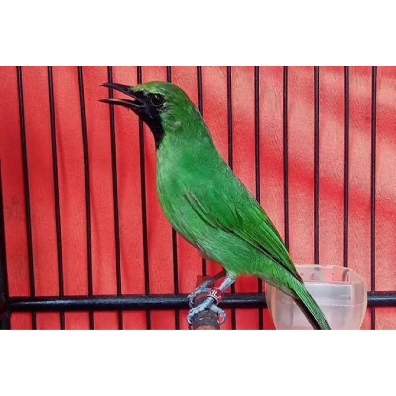 Jual Burung Cak Ijo Mini Jantan | Shopee Indonesia