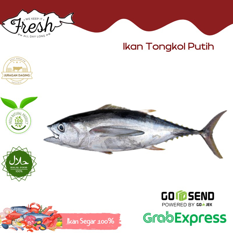Jual IKAN TUNA/TONGKOL PUTIH FRESH 1kg | Shopee Indonesia