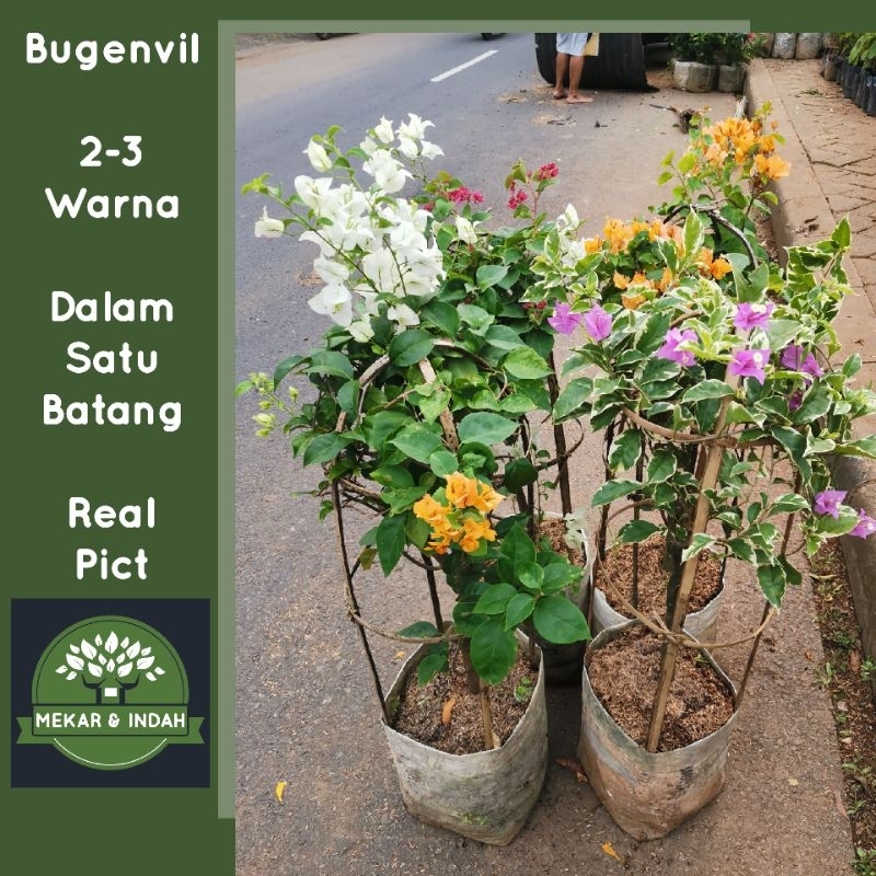 Jual tanaman bugenvil 3 warna bunga/ bunga begenville/ pohon bugenville ...