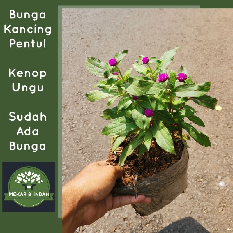 Jual tanaman hias bunga kancing pentul, bunga kenop ungu | Shopee Indonesia
