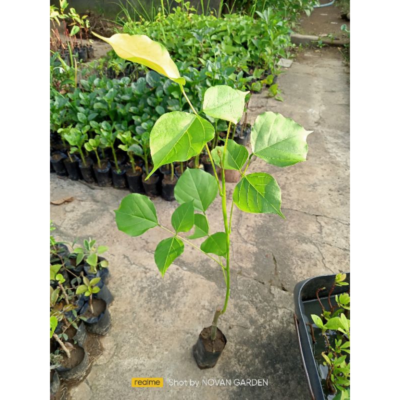 Jual bibit dadap serep tanaman dadap serep | tanaman herbal dadap serep ... Jual bibit dadap serep tanaman dadap serep | tanaman herbal dadap serep ...