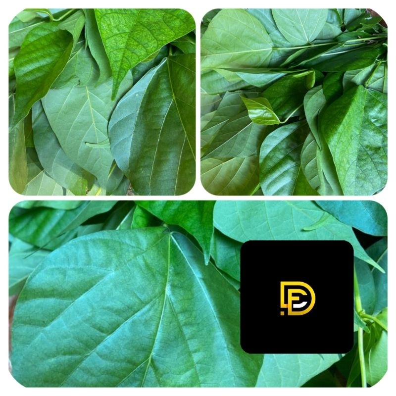 Jual Daun dadap segar daun dadap serep 250 gram-az | Shopee Indonesia