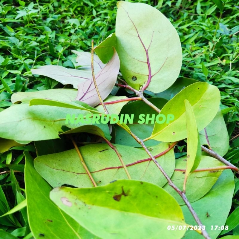 Jual BENALU RANDU BENALU POHON KAPUK / BENALU DAUN RANGDU / KAMANDE ...
