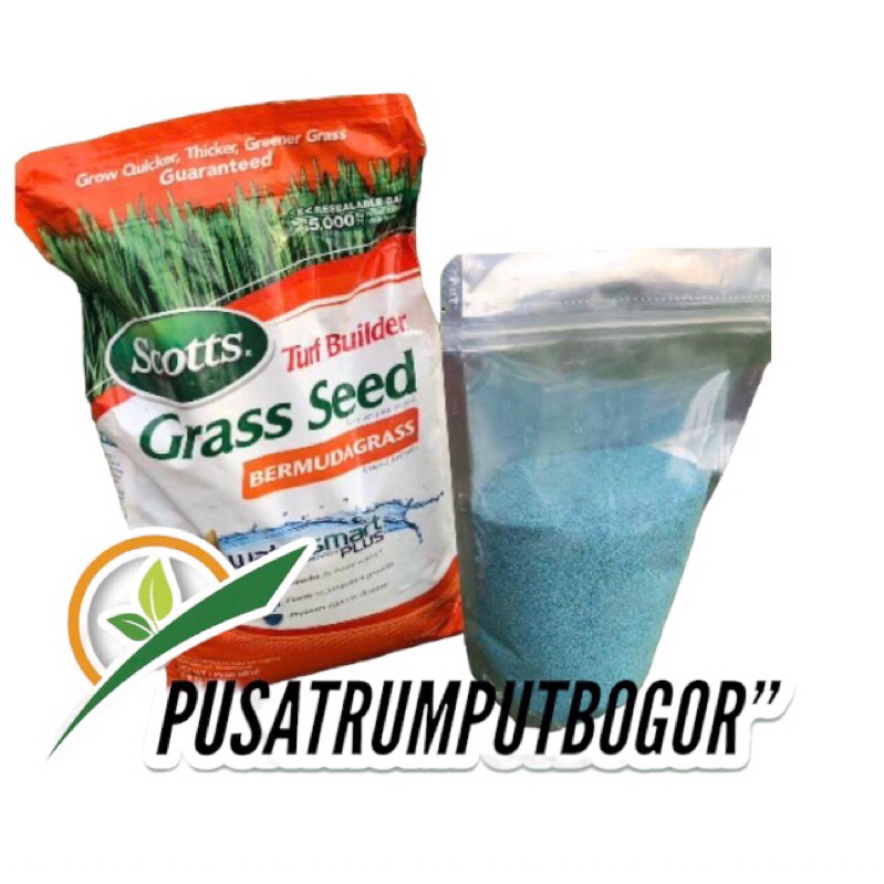 Jual Biji rumput golf - benih biji rumput golf - benih rumput swis ...