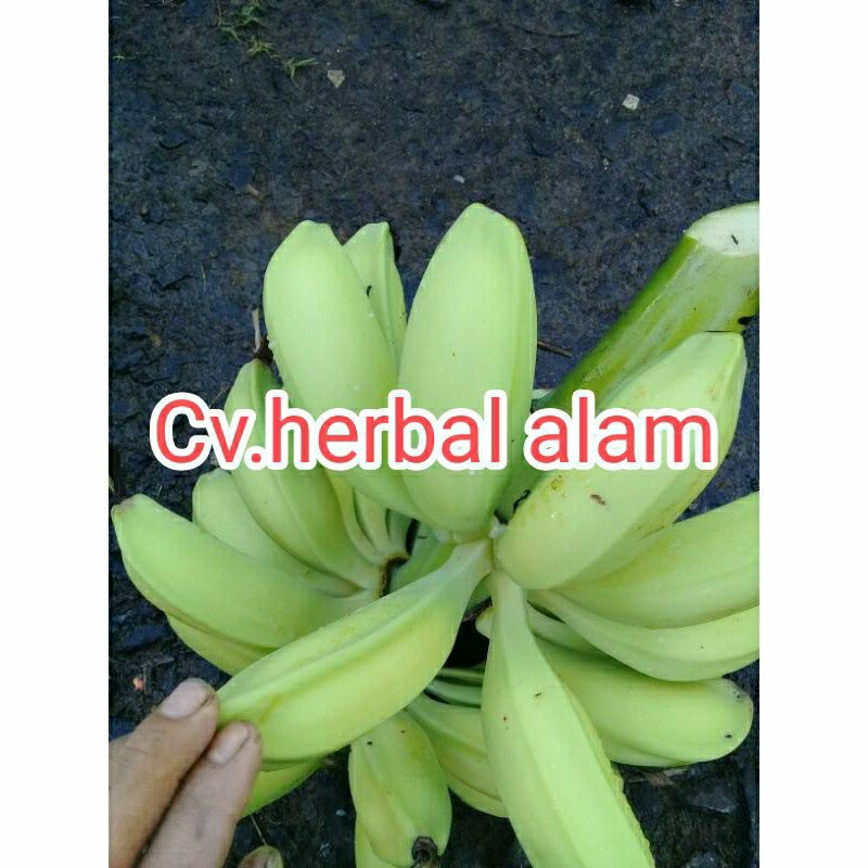 Jual Pisang batu Pisang Biji segar 1 kg | Shopee Indonesia