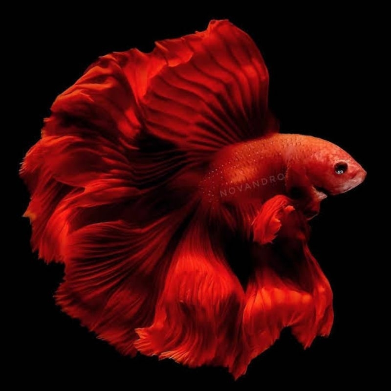 Jual cupang halfmoon super red | Shopee Indonesia