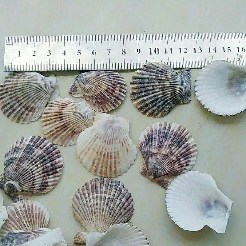Jual 10 PCS CANGKANG KERANG KIPAS PECTEN NOBILIS SCALLOP SHELL ...
