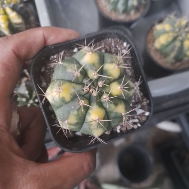 Jual gimno cat eyes | Shopee Indonesia