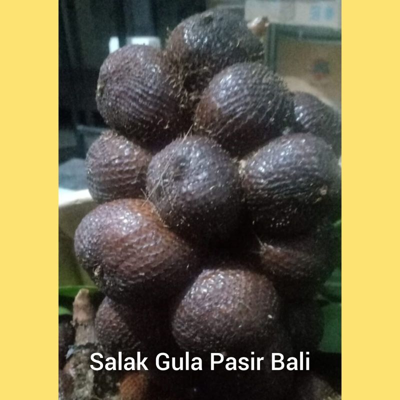 Jual Buah Salak | Salak Gula Pasir Bali 1 kg | Shopee Indonesia