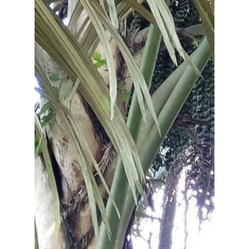 Jual pelepah aren segar 1 kg | Shopee Indonesia