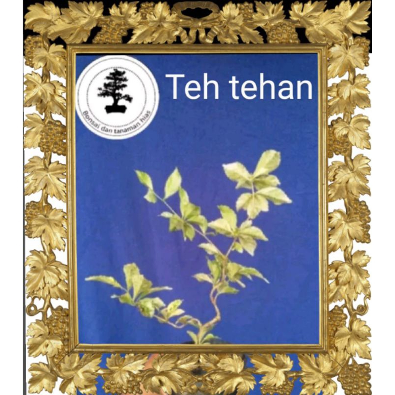 Jual Teh Tehan Varigata Tanaman Pagar/ Pagar Hidup | Shopee Indonesia