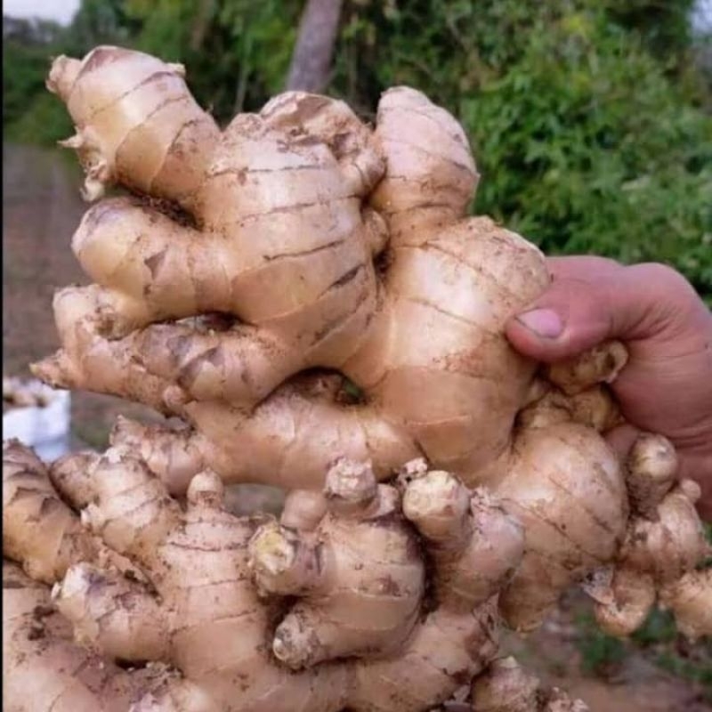 Jual Jahe besar jahe gajah pilihan 1kg | Shopee Indonesia